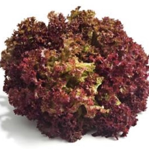 Lettuce, Red Sails (45 Days) – American Seed Co.